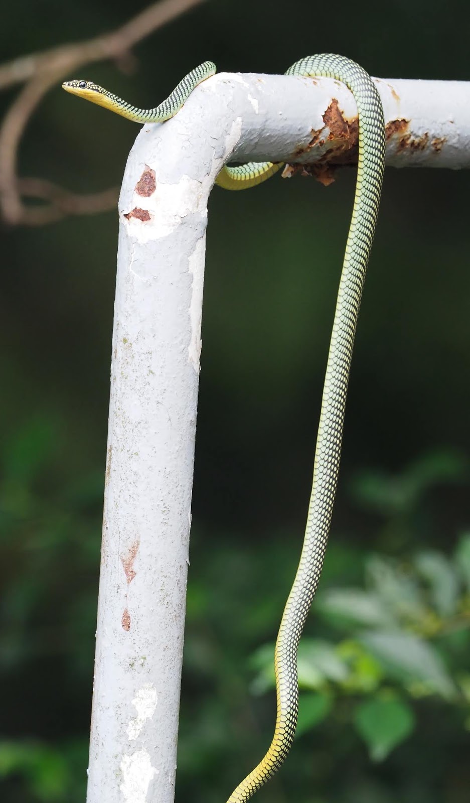 Singapore Menagerie: Paradise Tree Snake