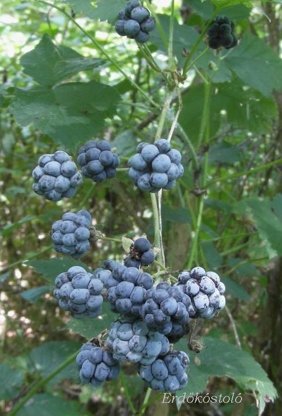 Múltidézés, avagy a planta tea feltámasztása, vagyis szederlevél ...