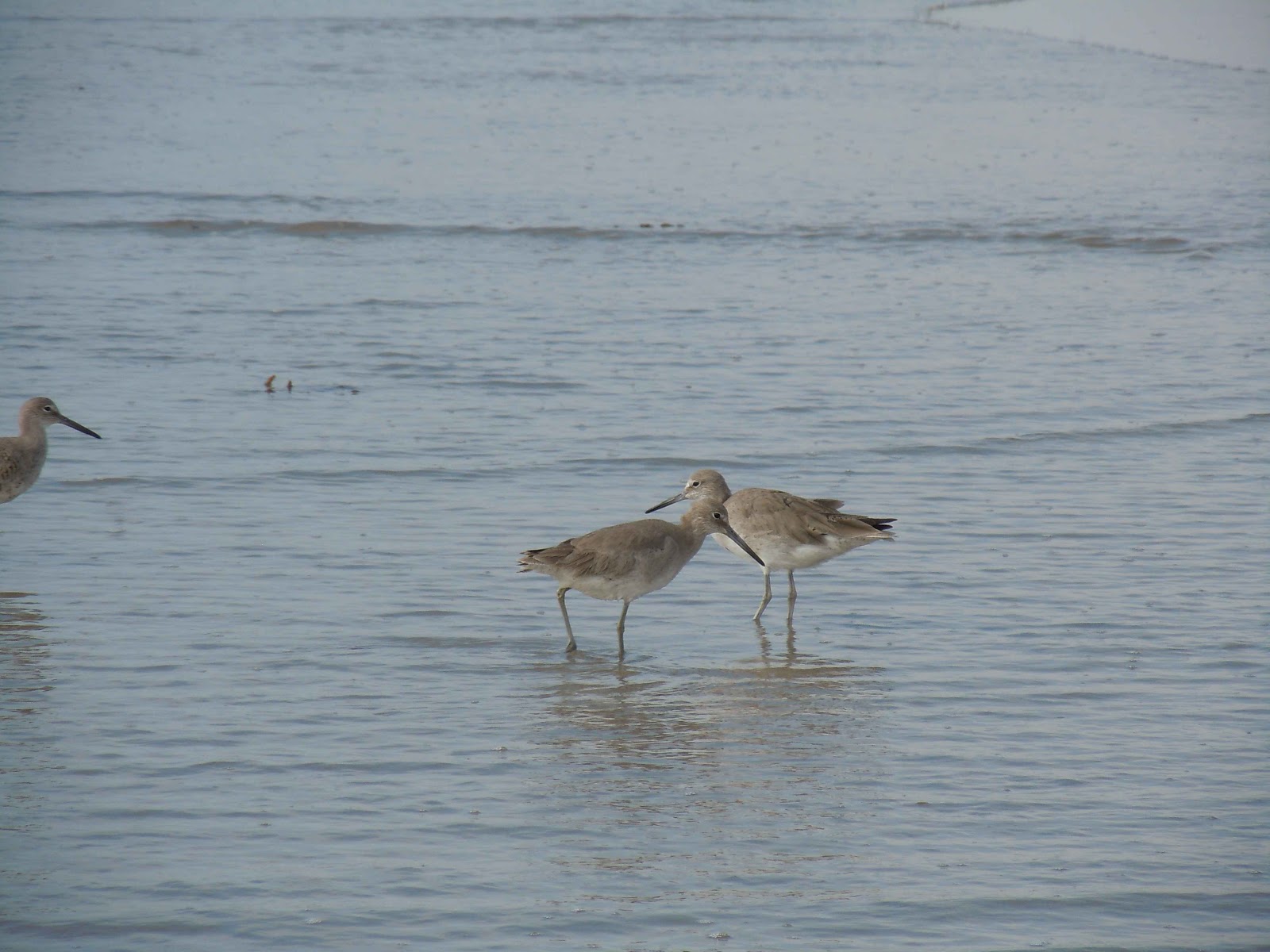 Photographic Allsorts: Birds, Venice Beach.