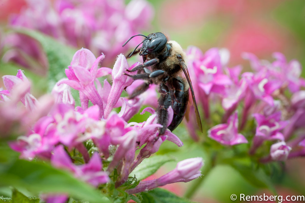 Edwin Remsberg Photographs: Entomophily