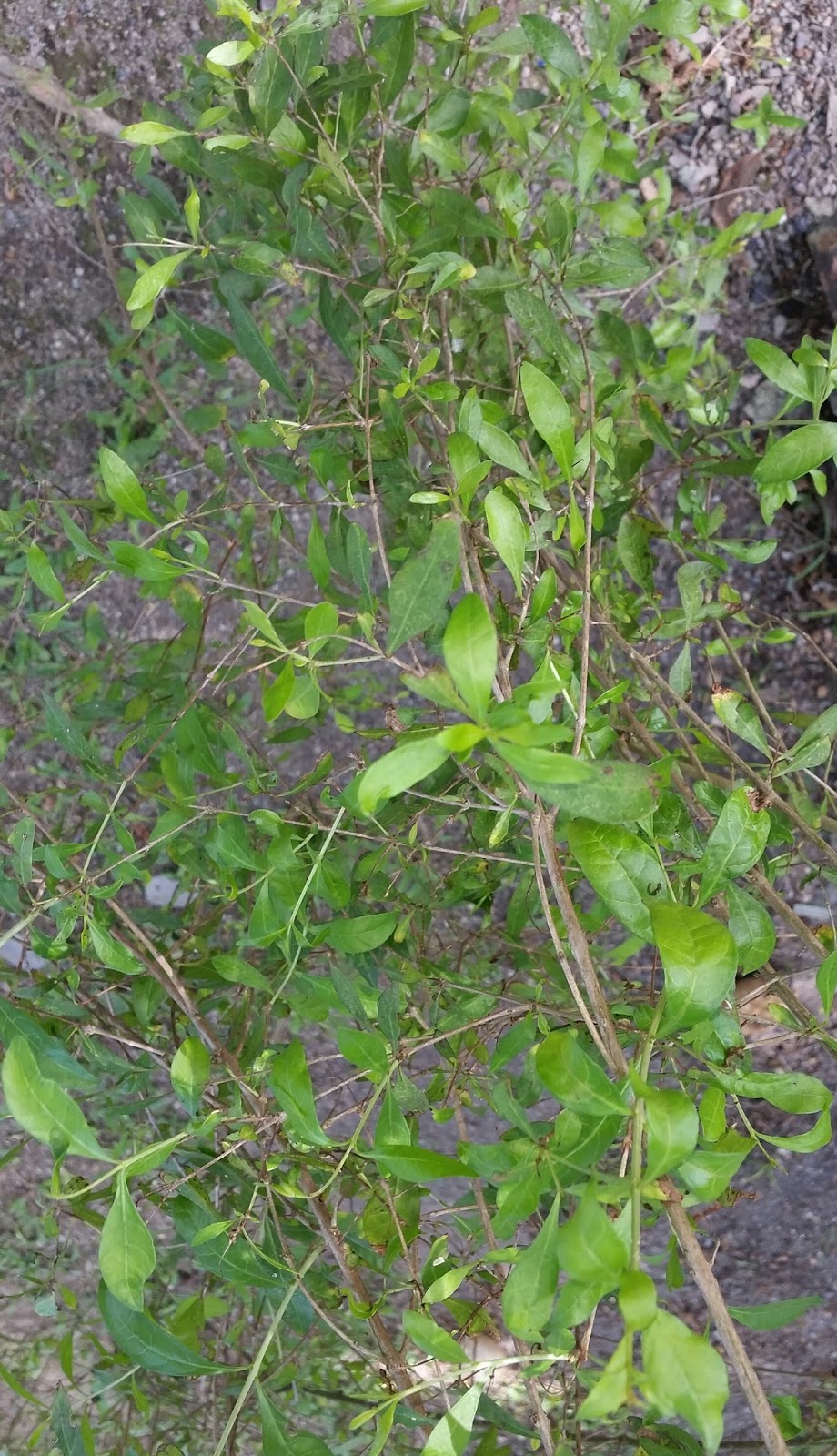 Warisan Petani: Pokok Inai.