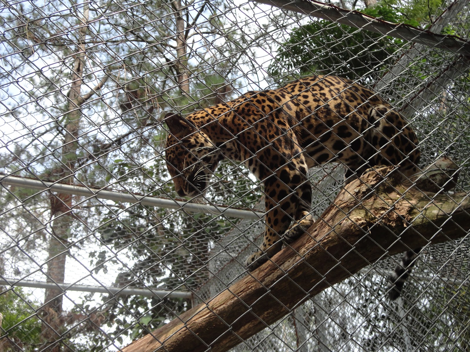 Costa Rica Kisa: Trip to San Carlos to a Costa Rican Zoo/ Rescue Center