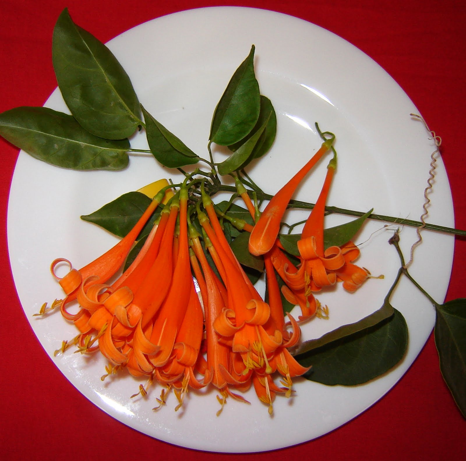 v e r d e c h a c o: Trompetero naranja / Flor de San Juan