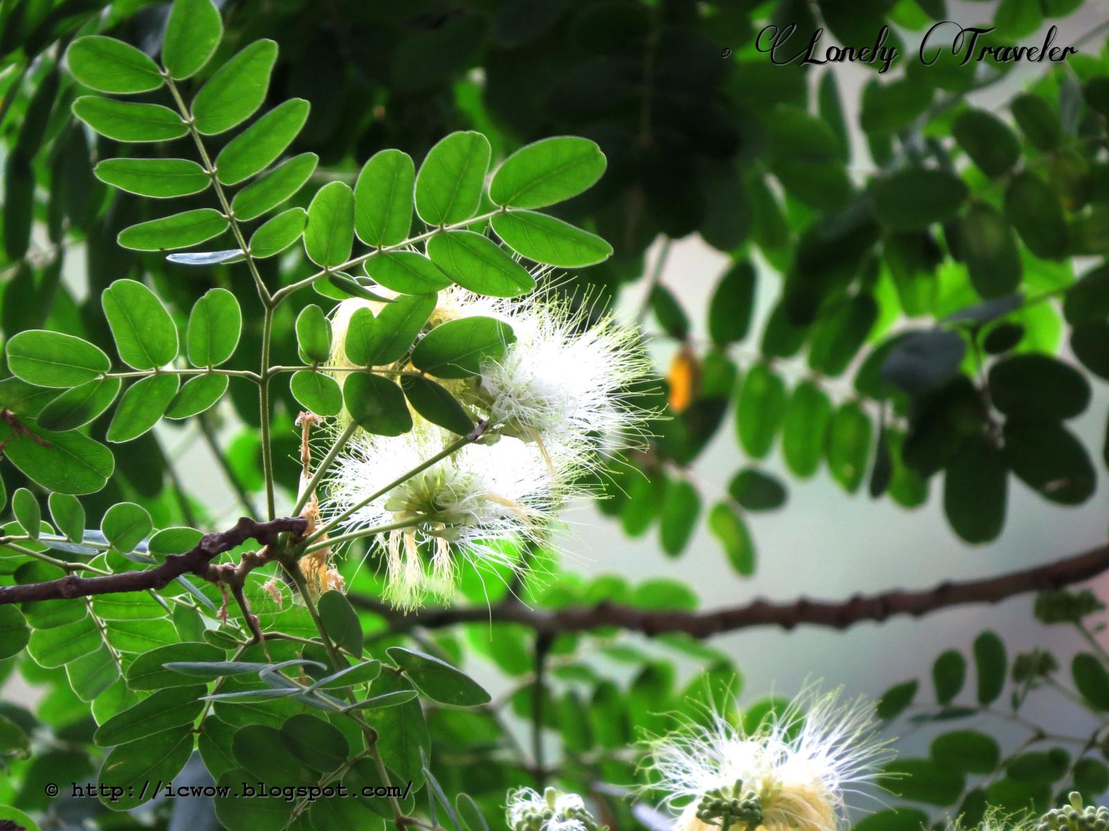 Shirish - Albizia lebbeck