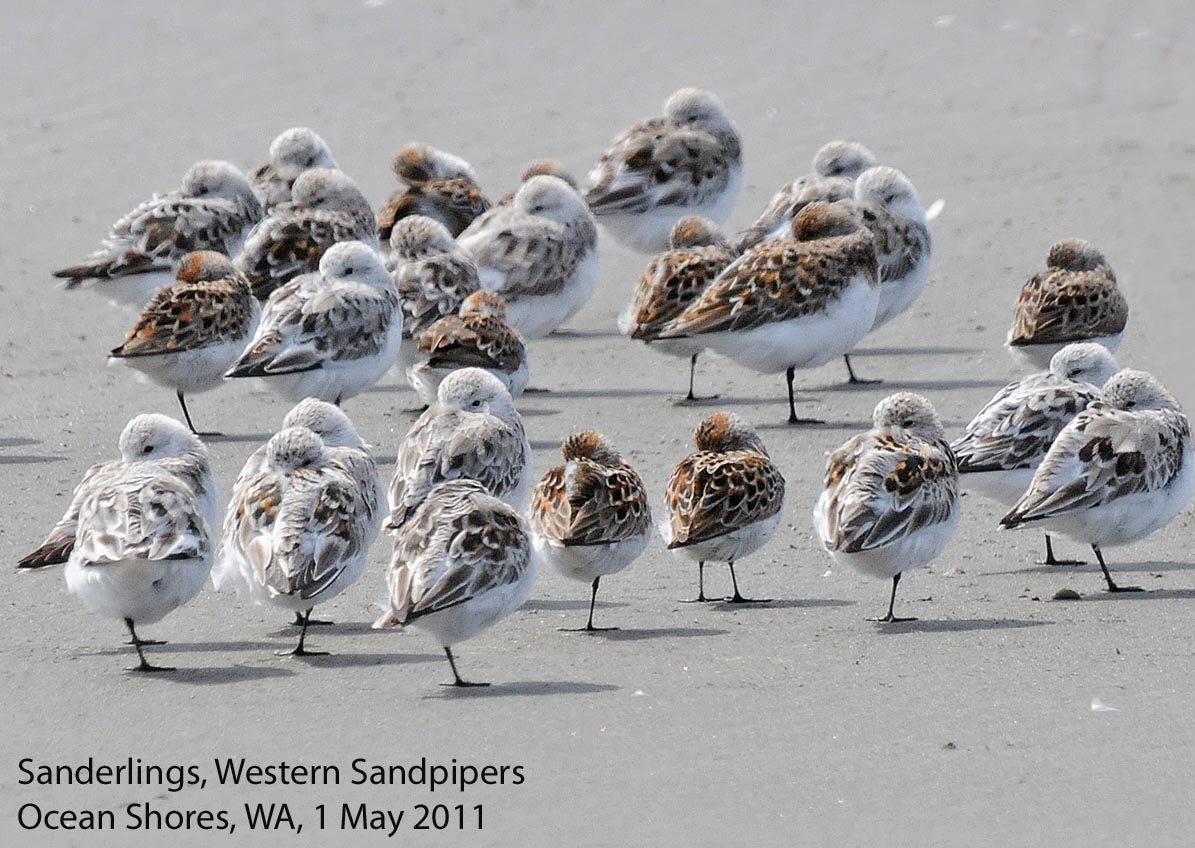 Northwest Nature Notes: IT’S SHOREBIRD TIME AGAIN