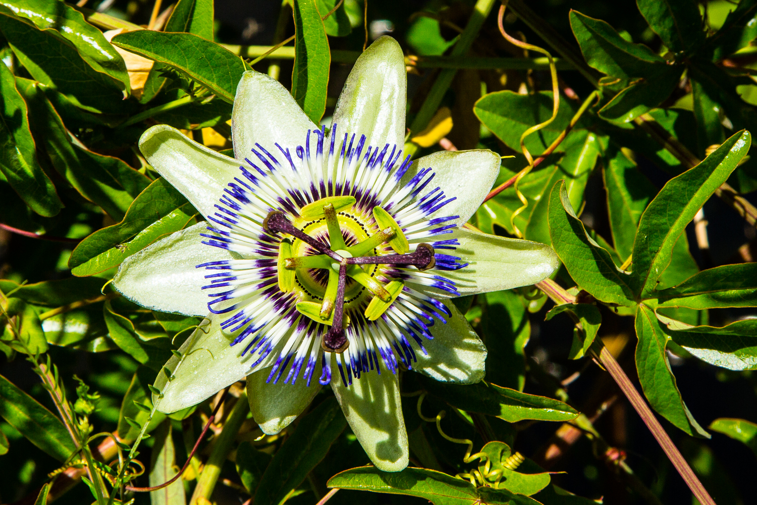 James Gordon Patterson Photography: Oregon Wildflowers and Waterfalls