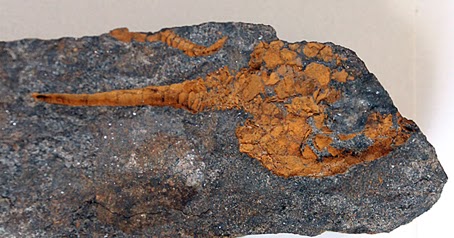 Echinodermata ~ Dunia Hewan