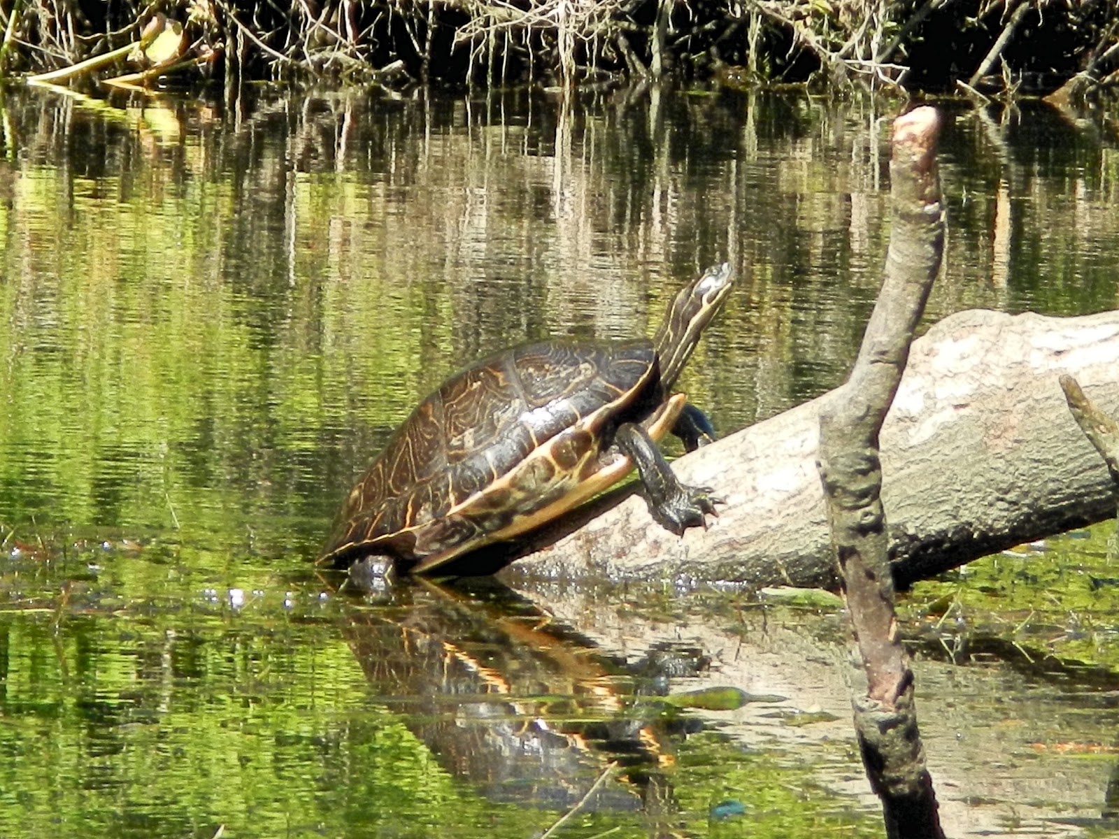 Florida - Coast to Coast to Coast: Kayaking on the Wakulla River