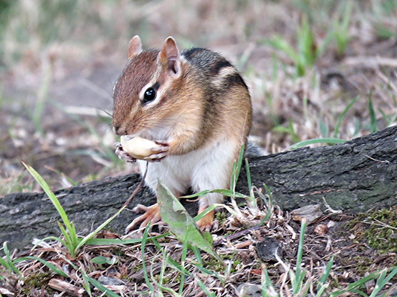 Bird & Travel Photos, Birding Sites, Bird Information: CHIPMUNK EATING ...