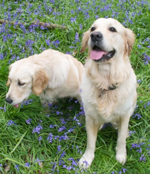 An Awfully Big Blog Adventure: On The Road - The Victory Dogs Book Tour ...