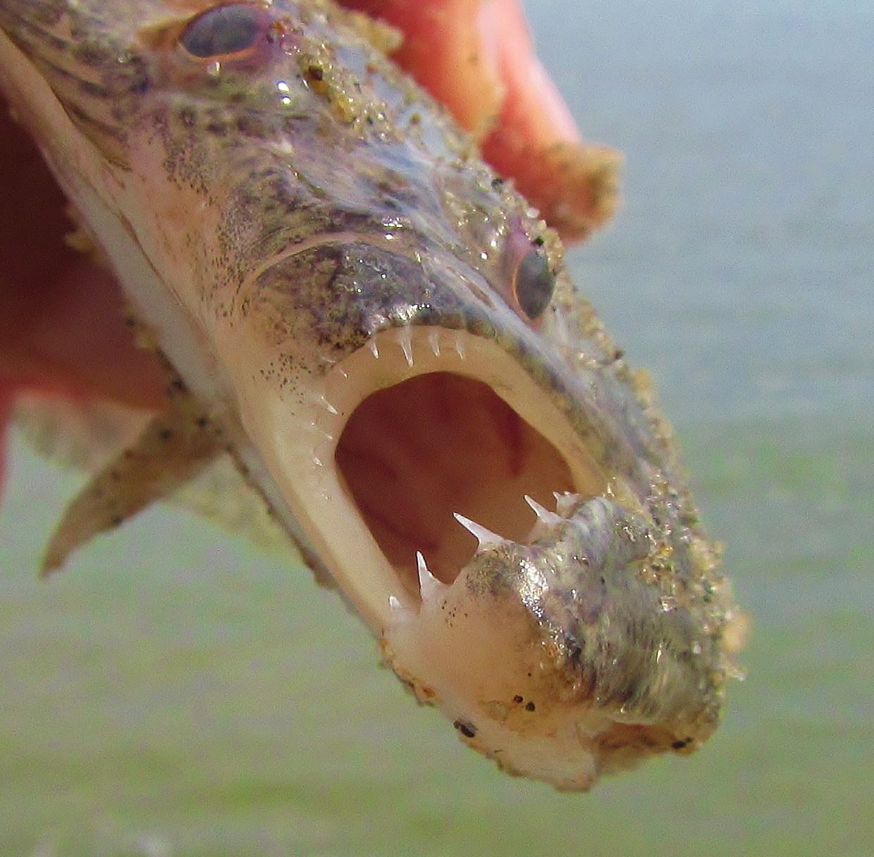 Fluke Fish Teeth