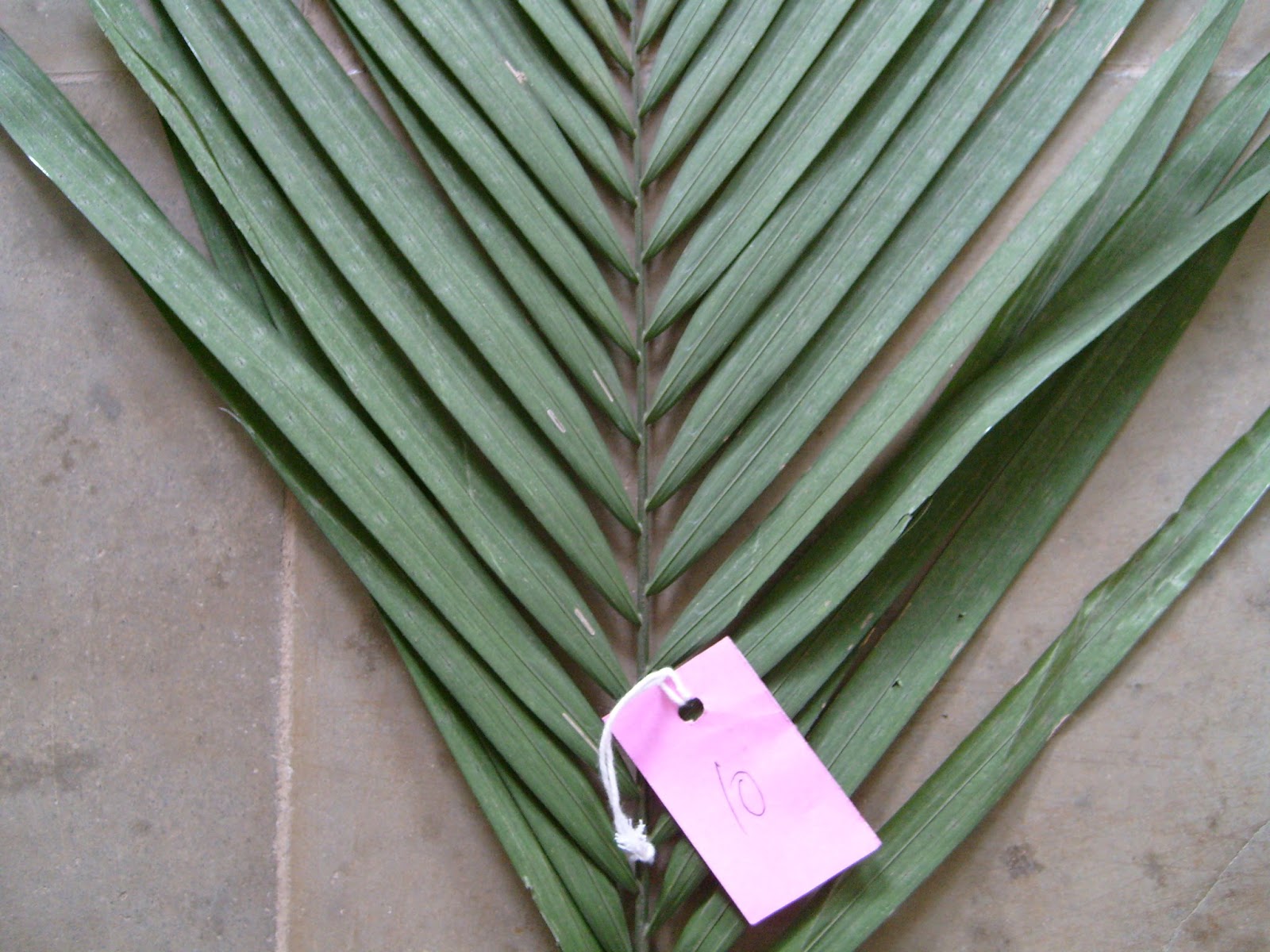 All New Blog ~: ~Dendrologi : Famili Arecaceae~