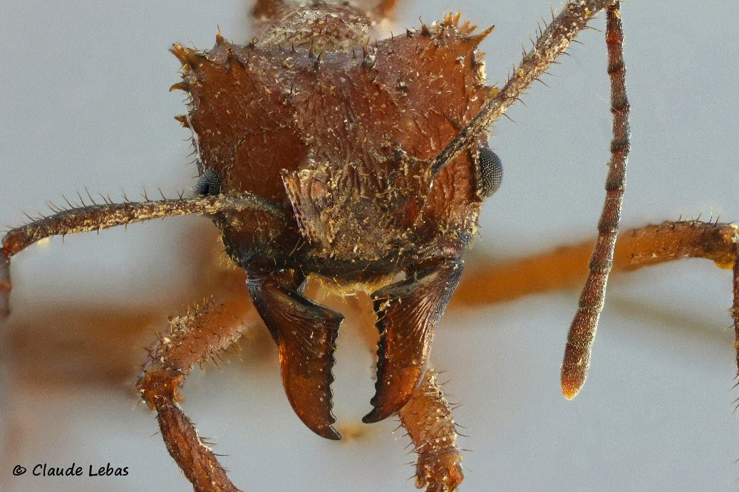fourmis du Guatemala: Acromyrmex octospinosus