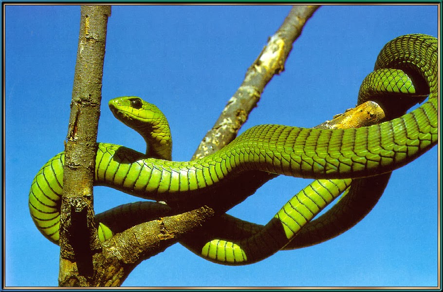 Boomslang (Dispholidus typus)