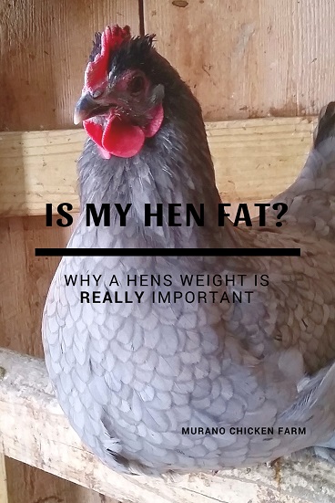 Is my chicken fat? Why a hen's weight is really important - Murano ...