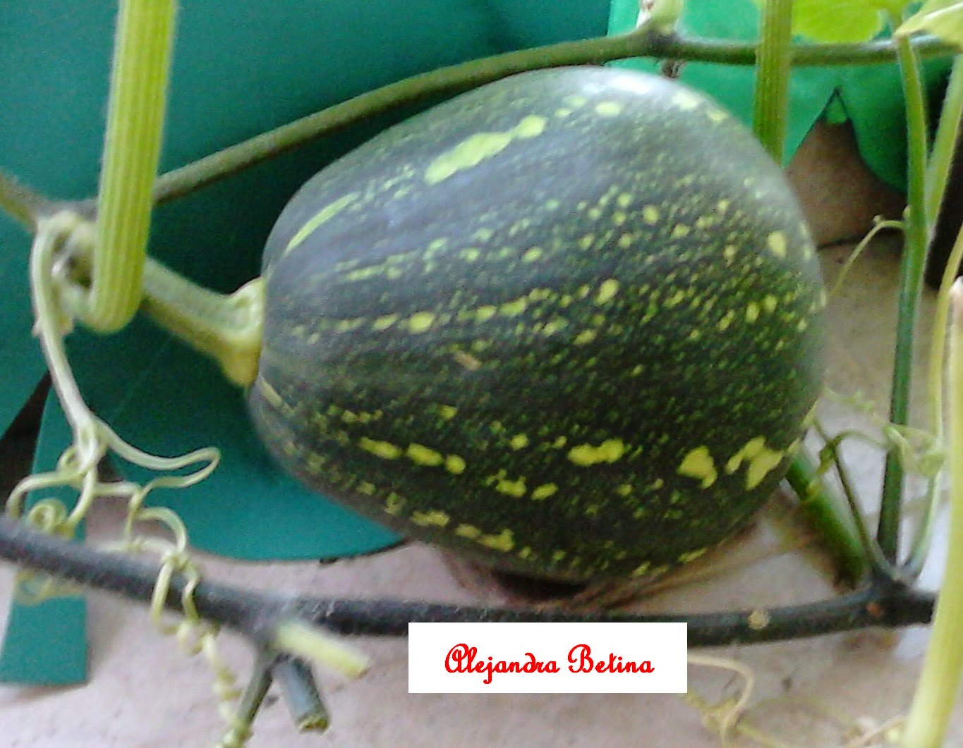 HUERTAS URBANAS: La Aventura de una Auyama en un Balcón