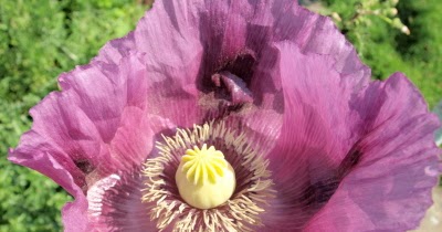 Raw Edible Plants: Opium Poppy (Papaver somniferum)