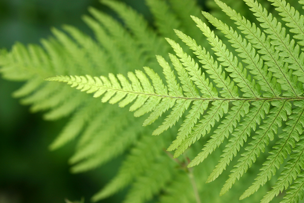 Cool FunPedia: Amazing Fractals Found In Nature