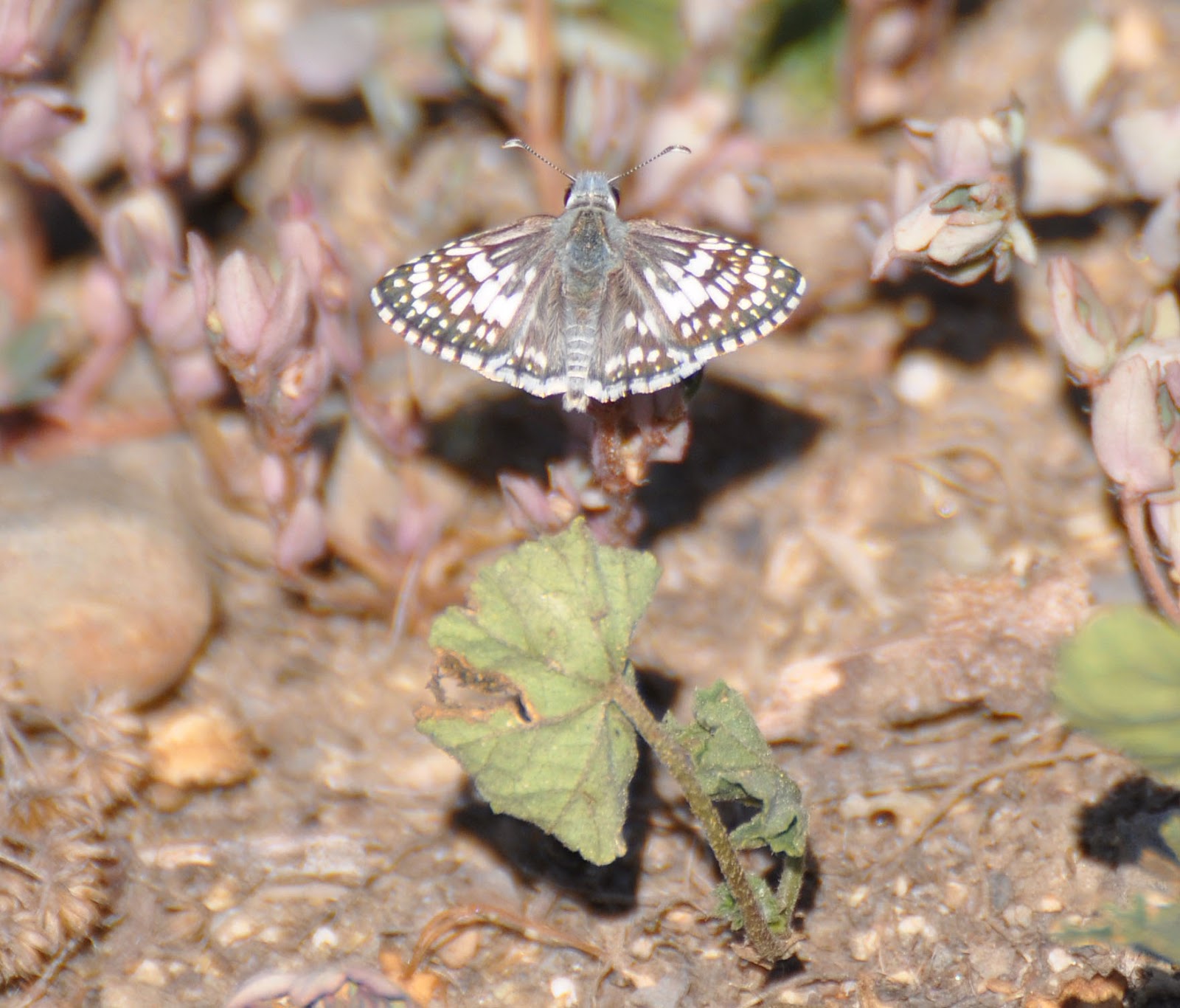 Mother Nature's Backyard - A Water-wise Garden: White Checkered Skipper ...