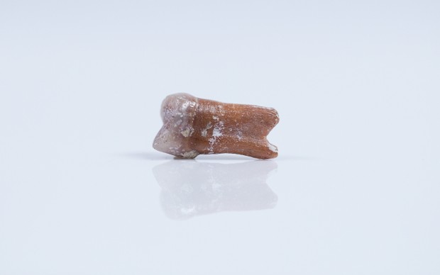 Biologia Cotidiana: Cientistas encontram fóssil inédito de ancestral de ...