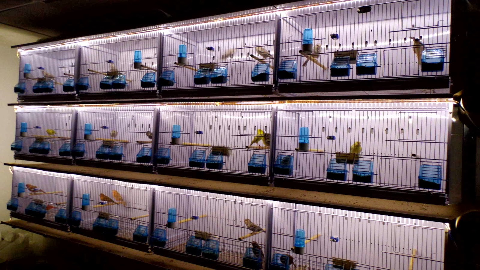 Aviario Lebrijano En Topacio: AVIARIO