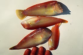 Artes de Pesca: VAMOS A PESCAR GALÁN O RAOR