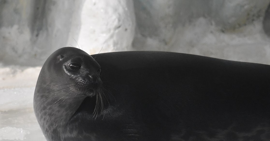 ZOOTOGRAFIANDO (6.096 ANIMALS): FOCA OCELADA / BALTIC SEAL (Pusa hispida)