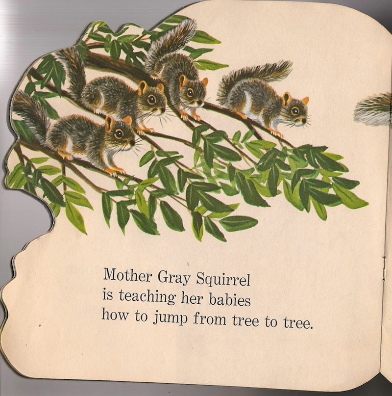 The Secret World of Hazel Catkins: The Squirrel Book A Golden Shape Book