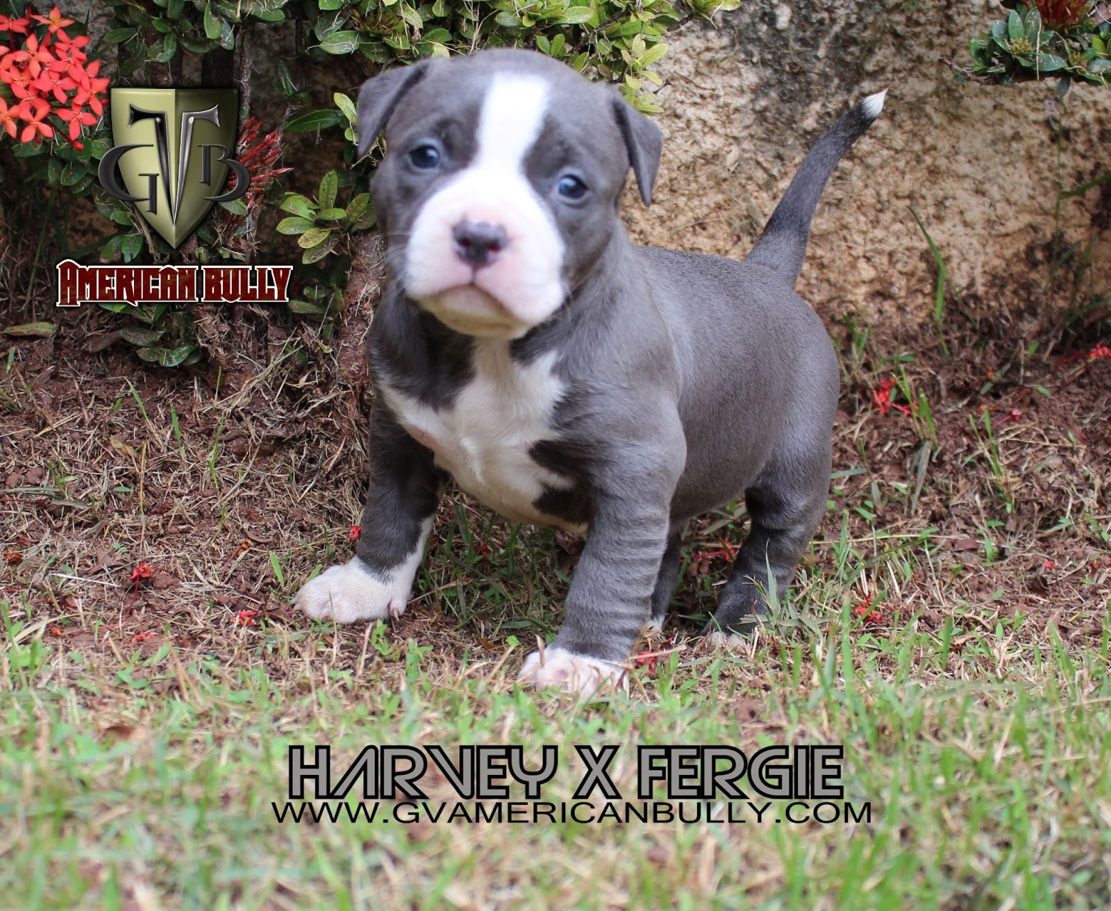 Filhotes American Bully | GV American Bully