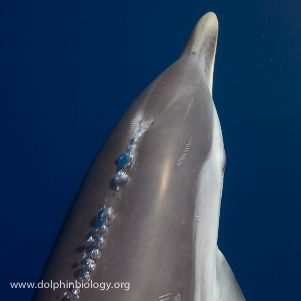 Dolphin Biology and Conservation: Bubble stream