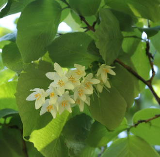 benzoin (styrax benzoin) faydaları yan etkileri kullanım şekli ...