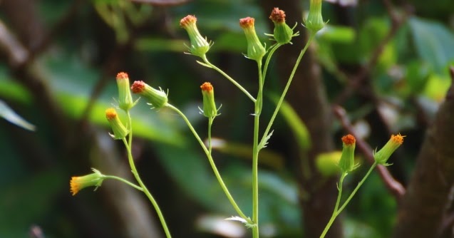 83. Gynura amplexicaulis