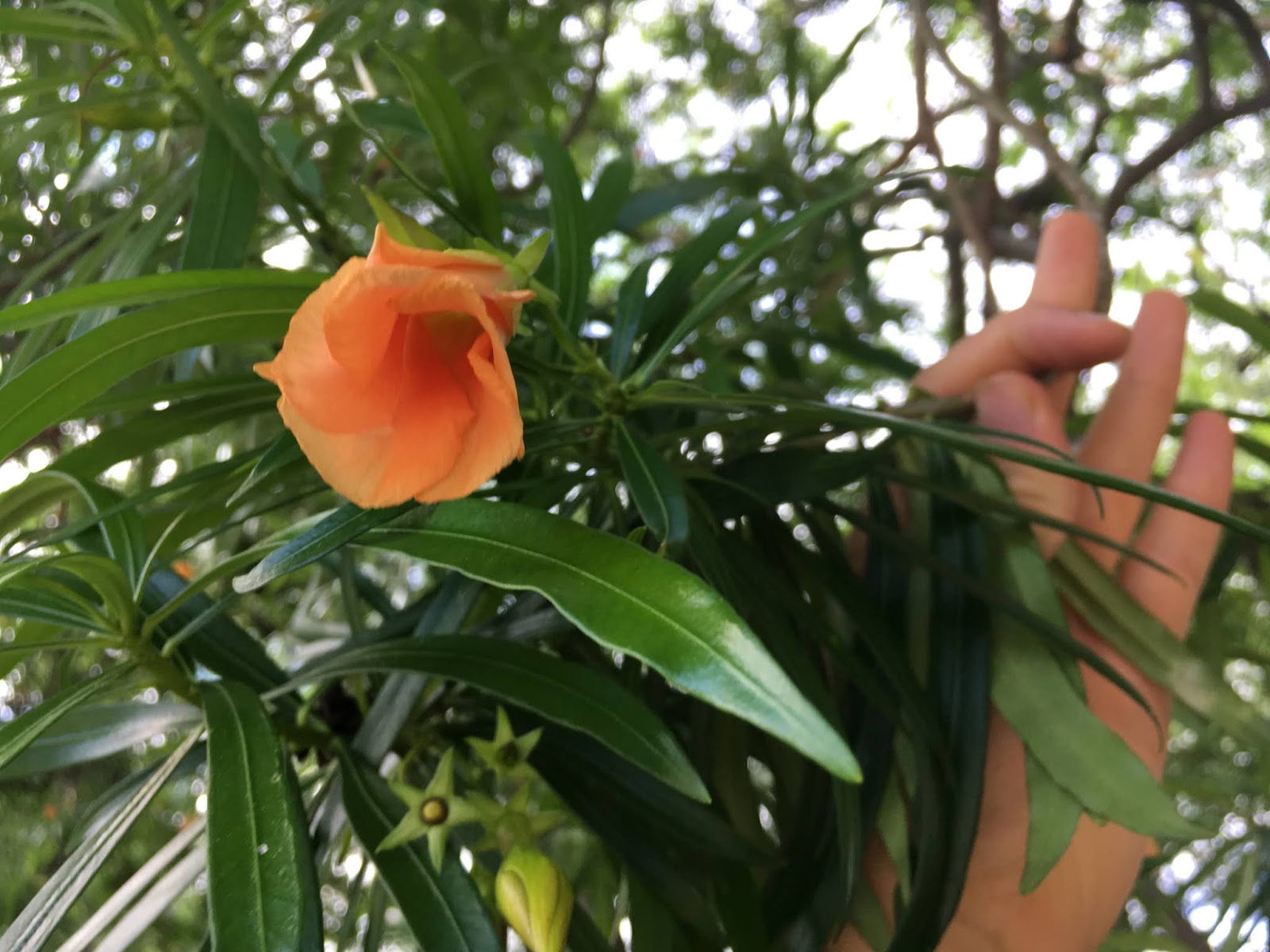 Casabela thevetia (Thevetia Peruviana, Be-Still Tree)