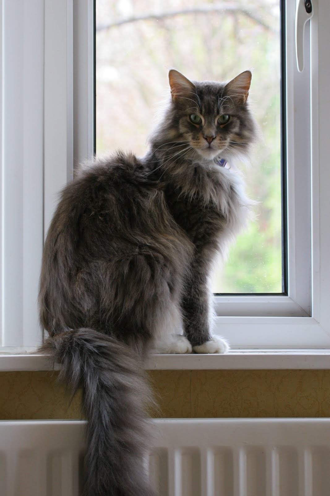 Tz Katz Ragdoll Cats and Kittens: Handsome but Grumpy cat who needs new ...