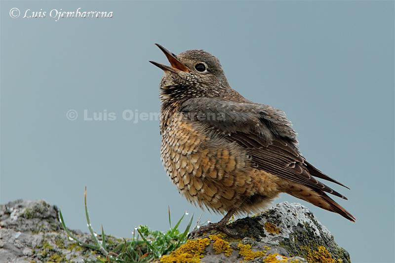 Aves del Valle de Mena: Roquero Rojo