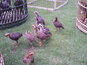 KELUARGA BUGIS - 81: Beternak Ayam Bekisar