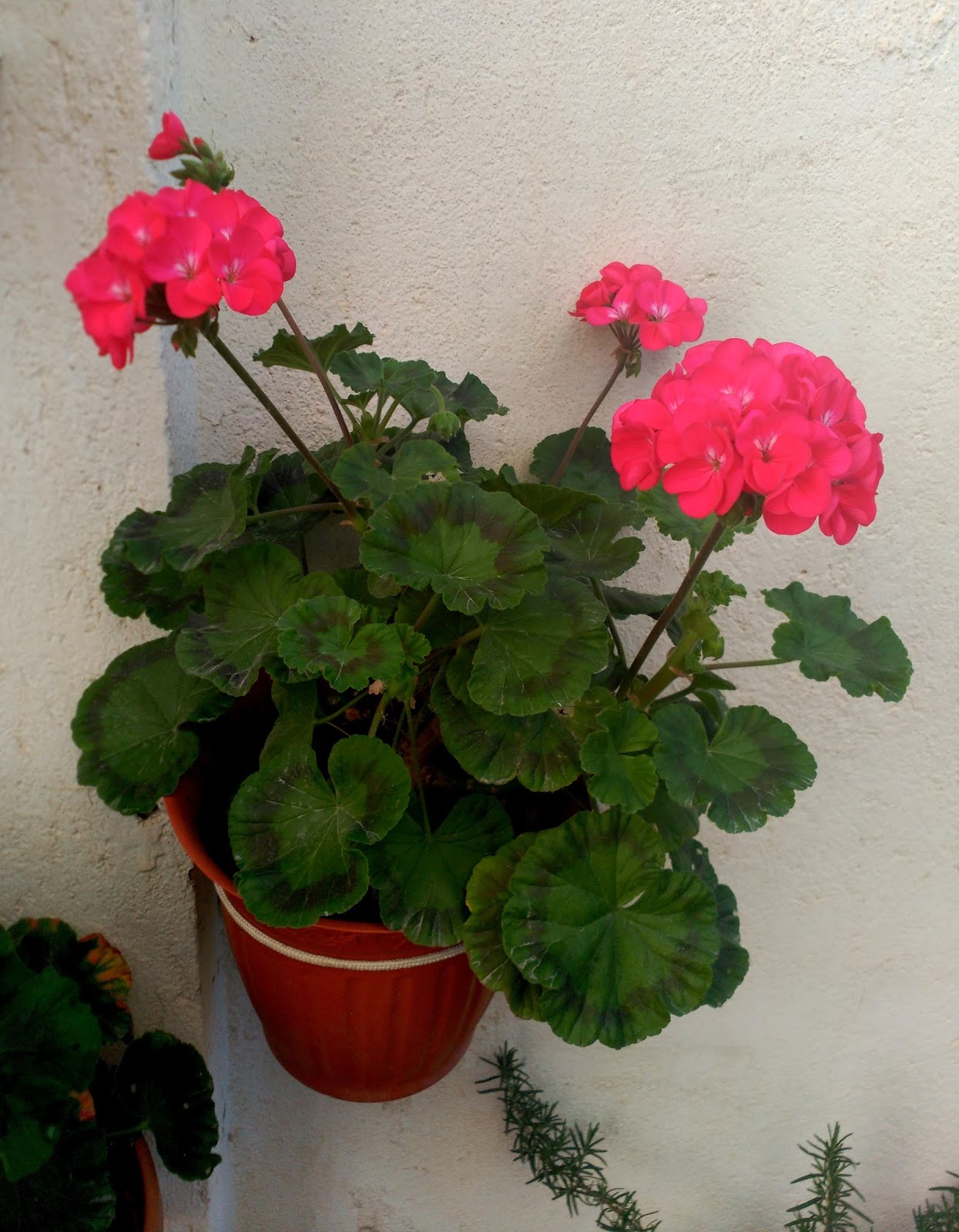 Las abuelas un mundo de sabiduria: El Geranio y sus propiedades