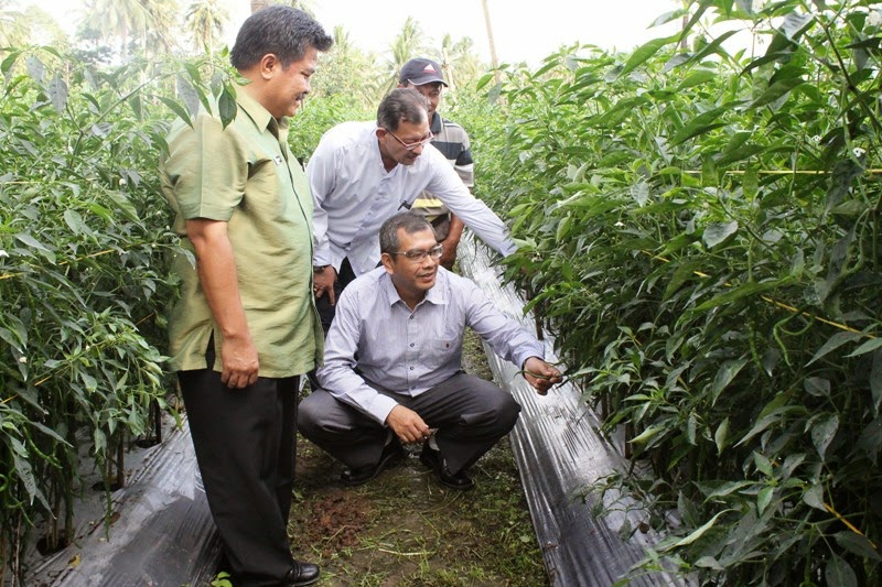 Pelatihan Teknis Cabe KOPAY - Bisnis UKM