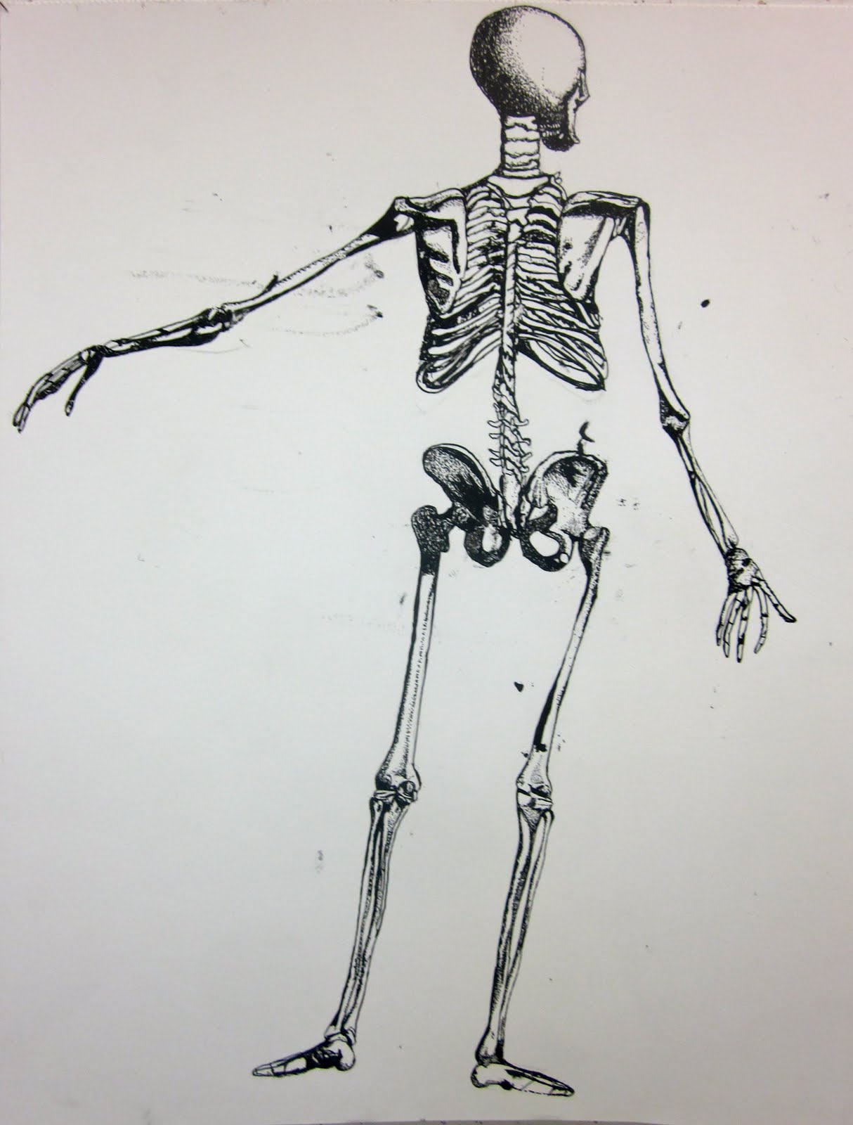 UCD Design Drawing Stars-2011-Winter Quarter: The Skeleton Drawings