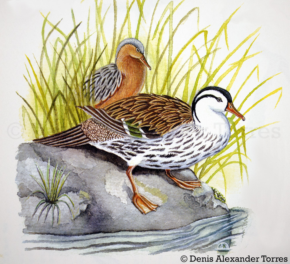 VISION TORRES - IMAGENES DE NUESTRO MUNDO: FOTOGRAFIANDO A LOS PATOS DE ...