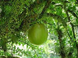 Calebassier / calebasse | Flore de l’île de la Réunion