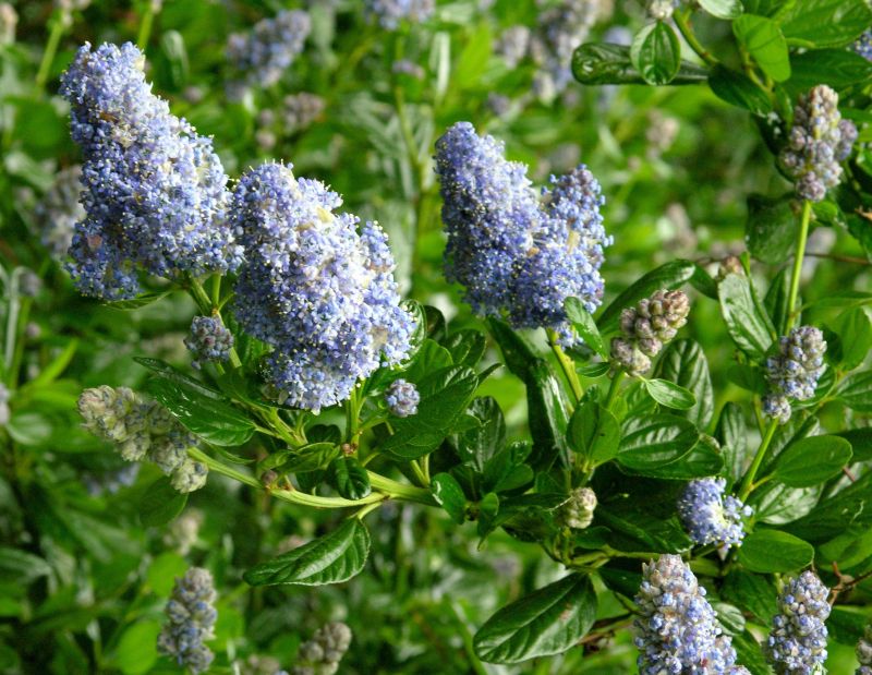 Future Plants by Randy Stewart: CEANOTHUS