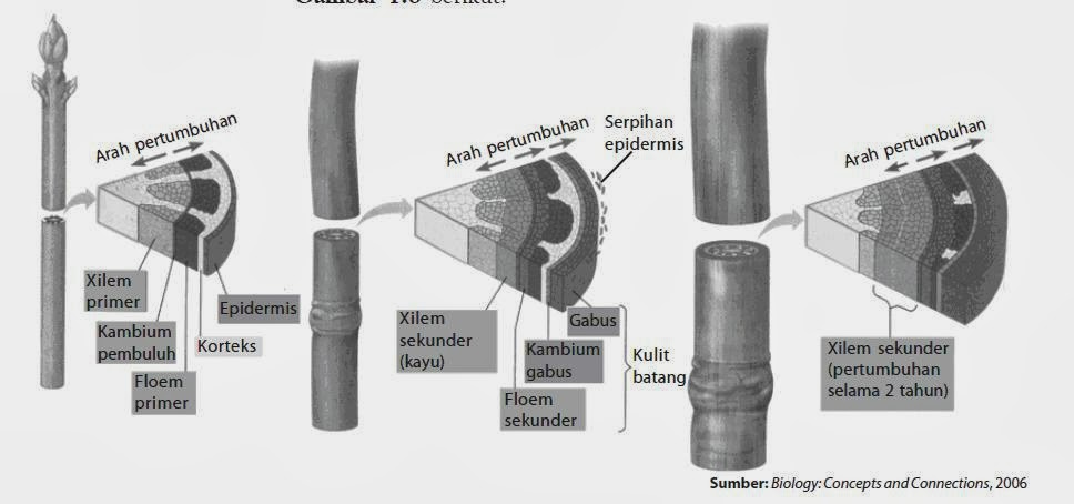 Education : Perkembangan dan Pertumbuhan pada Tanaman