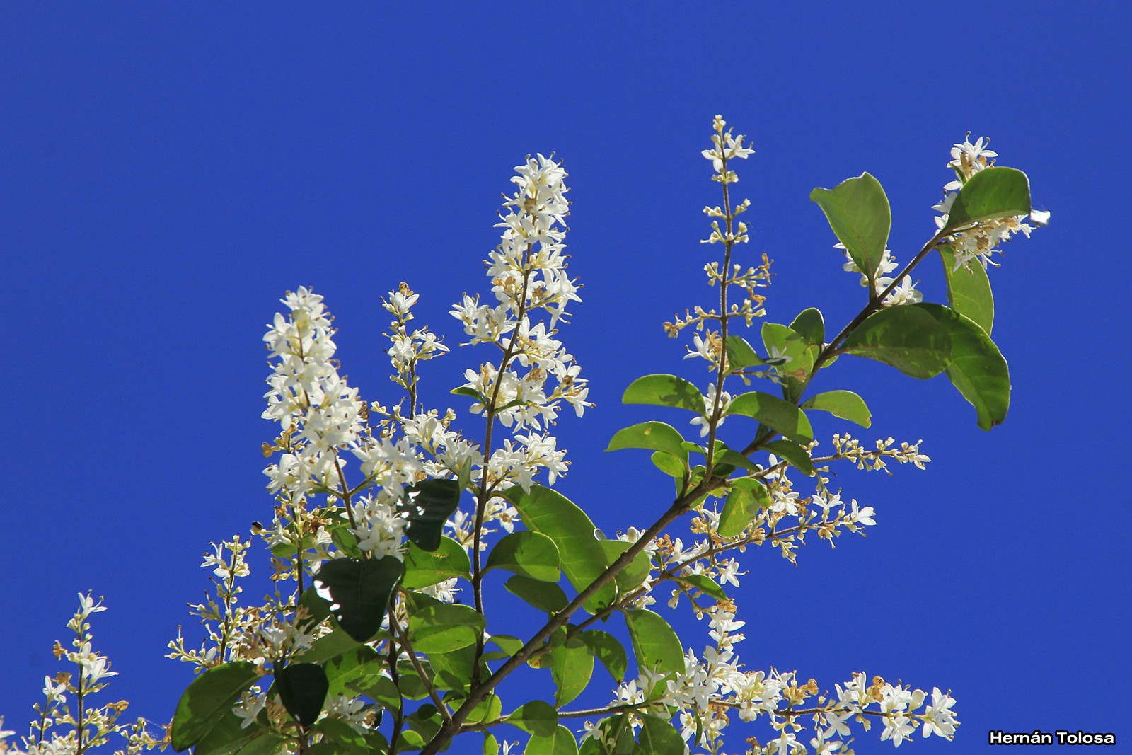 Flora Bonaerense: Ligustrina (Ligustrum sinense)