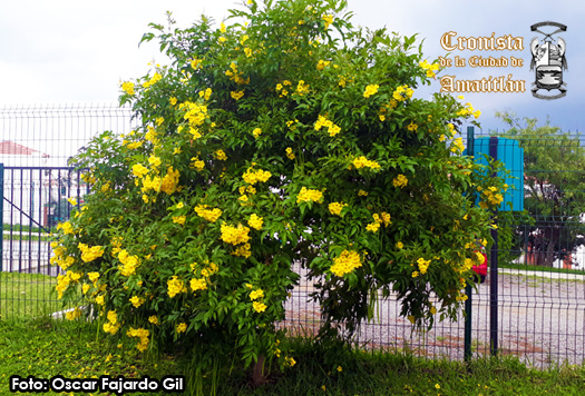 LO MEJOR DE AMATITLÁN: El TIMBOQUE: árbol que representa a AMATITLÁN
