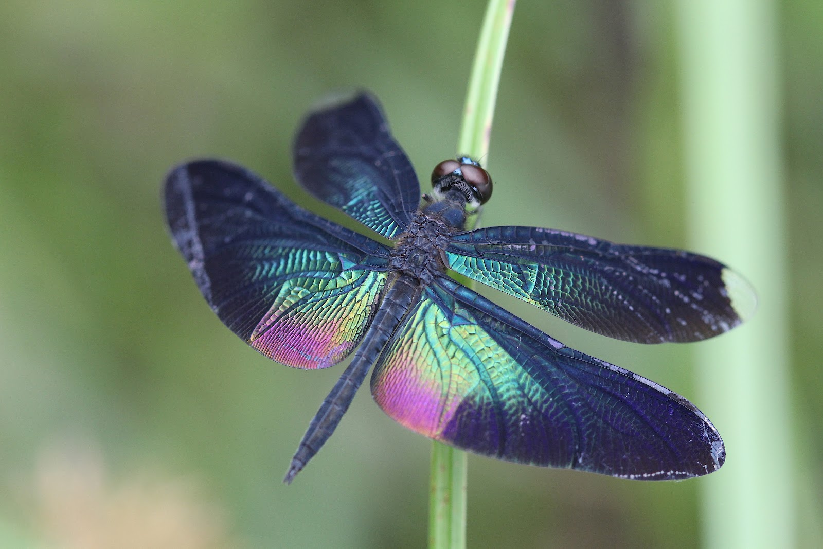 Dragonflies & damselflies of Thailand: 118. Rhyothemis plutonia (Selys ...