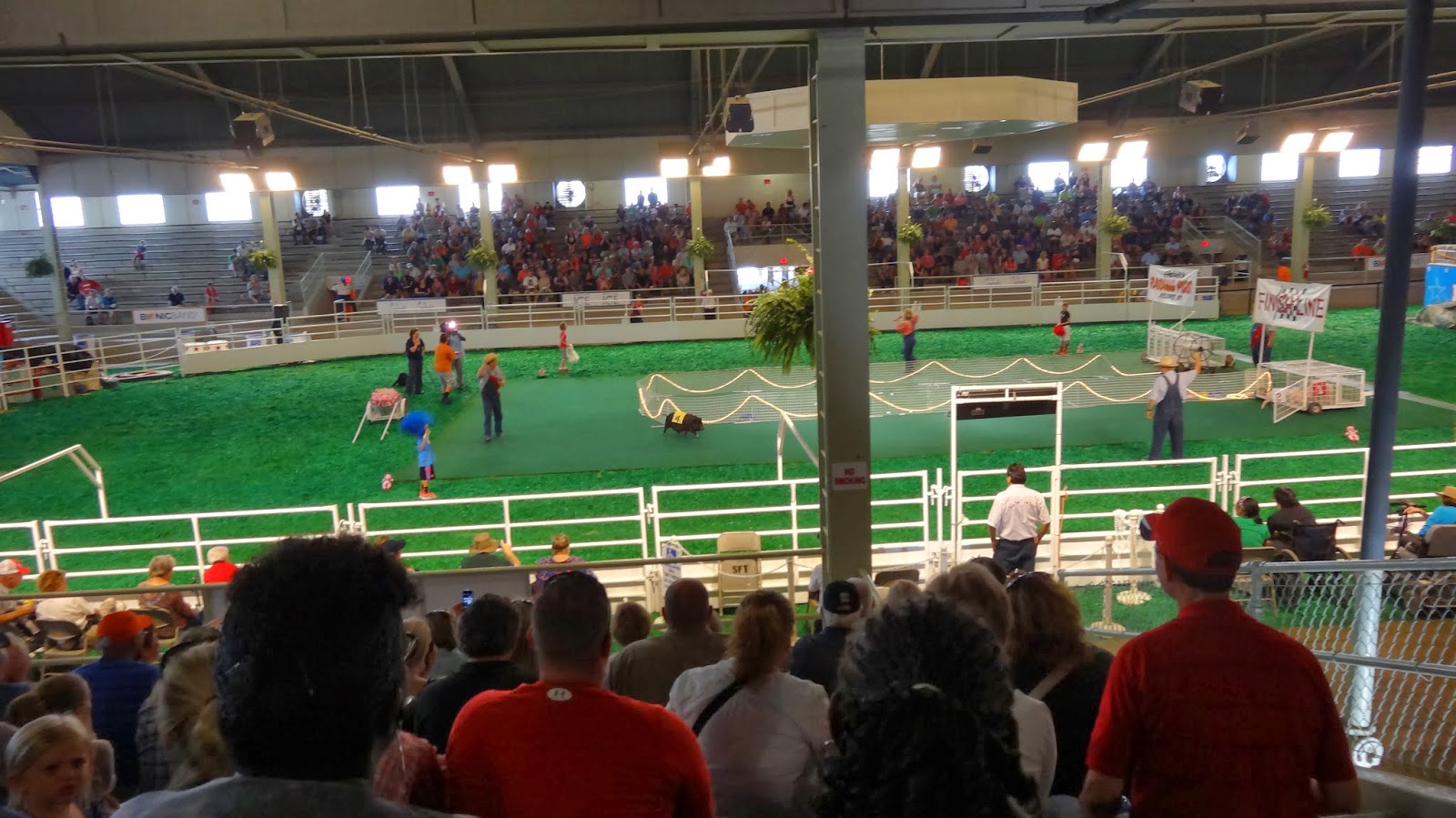 State Fair of Texas 2013: Pig Races at the Texas State Fair 2013