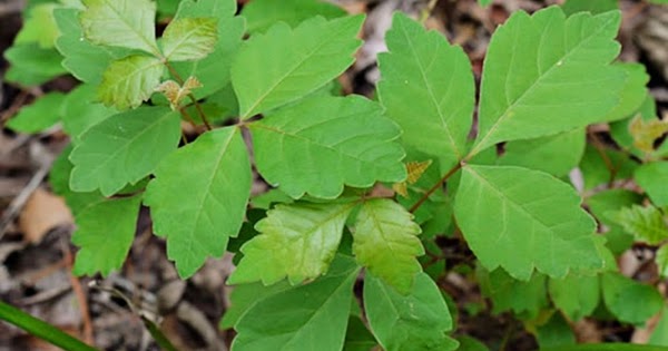 About Health: Rhus toxicodendron