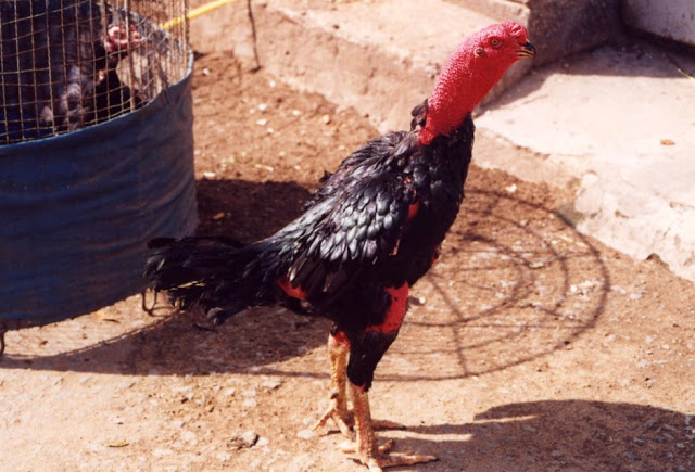 Hobi Ayam Tangkas: the ganoi extrem fighter dari vietnam