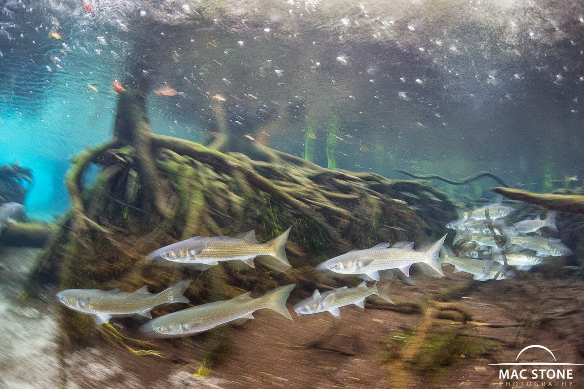 Mac Stone Photography Blog: Crystal River - Three Sisters Spring